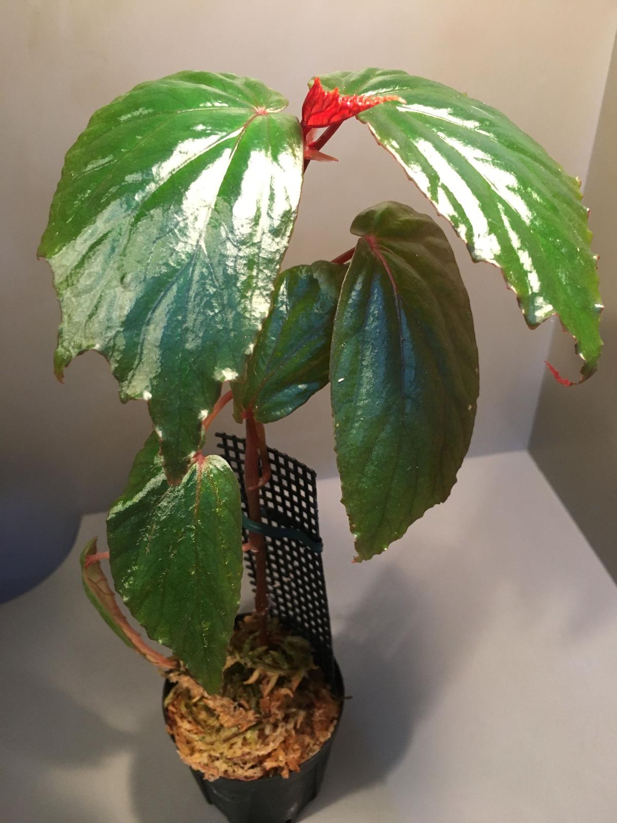 Begonia sp. from Temuyuk Kalimantan barat | M・R...