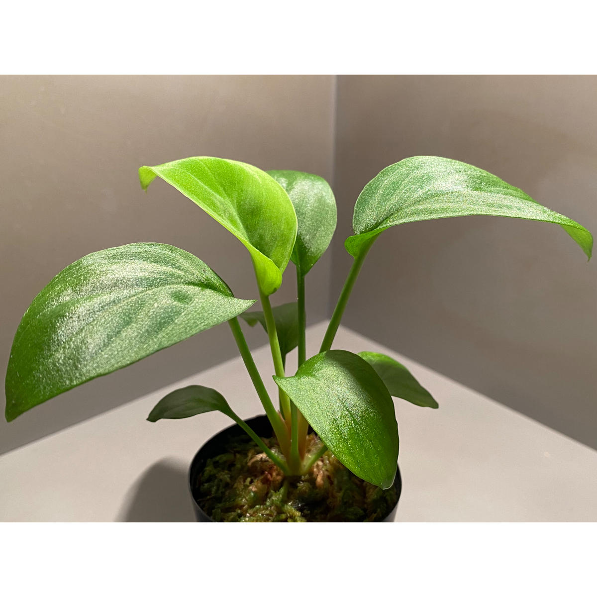 Homalomena sp. from Sekadau | M・R・G・R