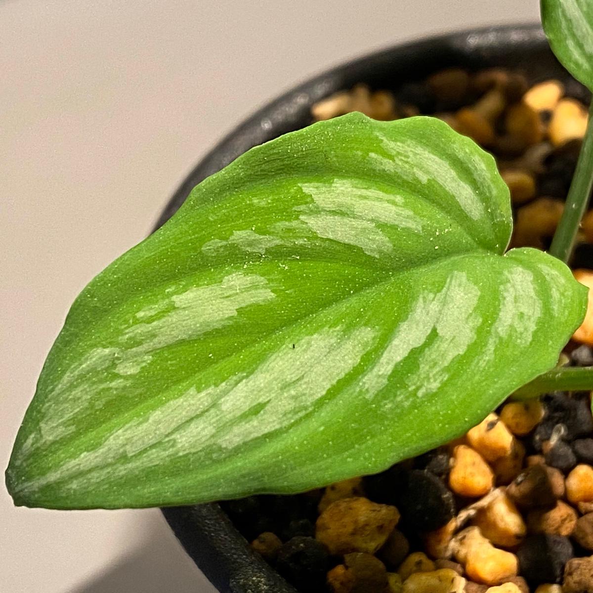 Homalomena sp. from Riau sumatera [LA1119-02]