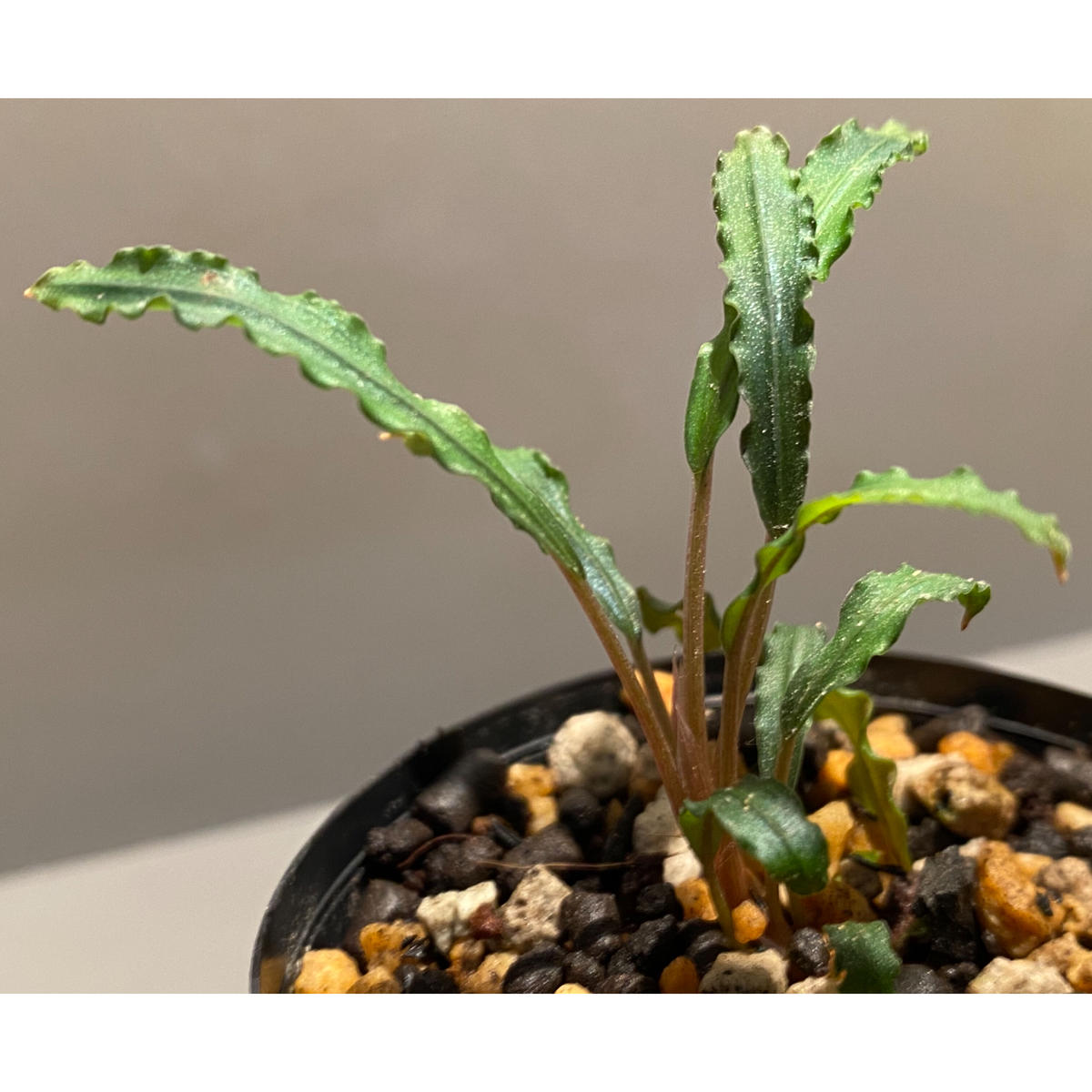 Bucephalandra sp. "Mangat" [MF0417-2A] | M・R・G・R