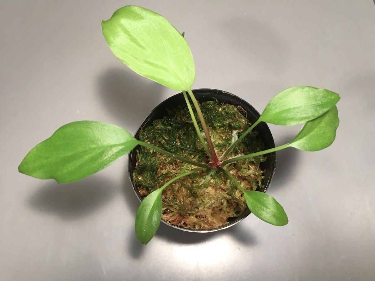 Homalomena sp. from Riau | M・R・G・R