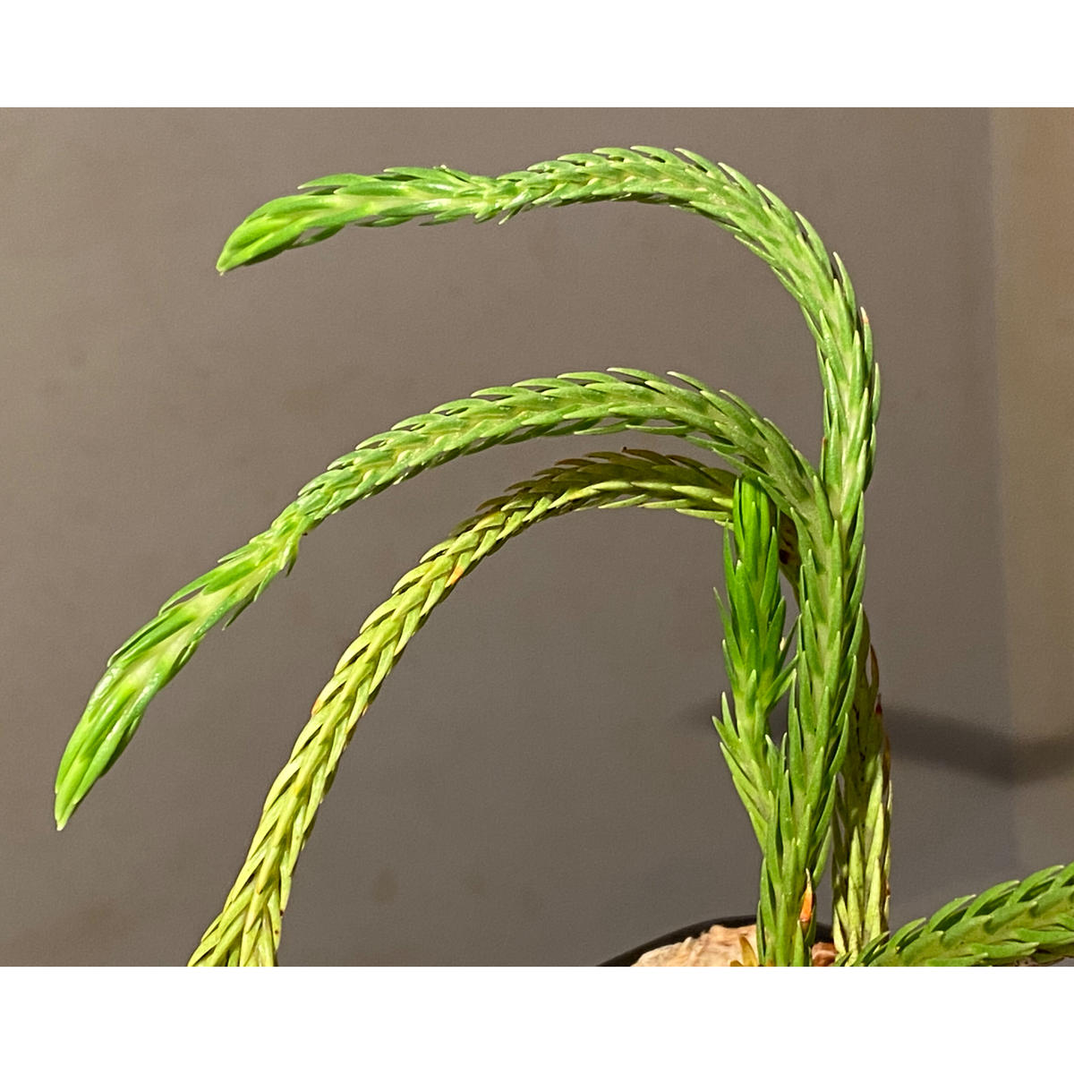 Phlegmariurus carinatus from Aimas, Sorong, Wes...