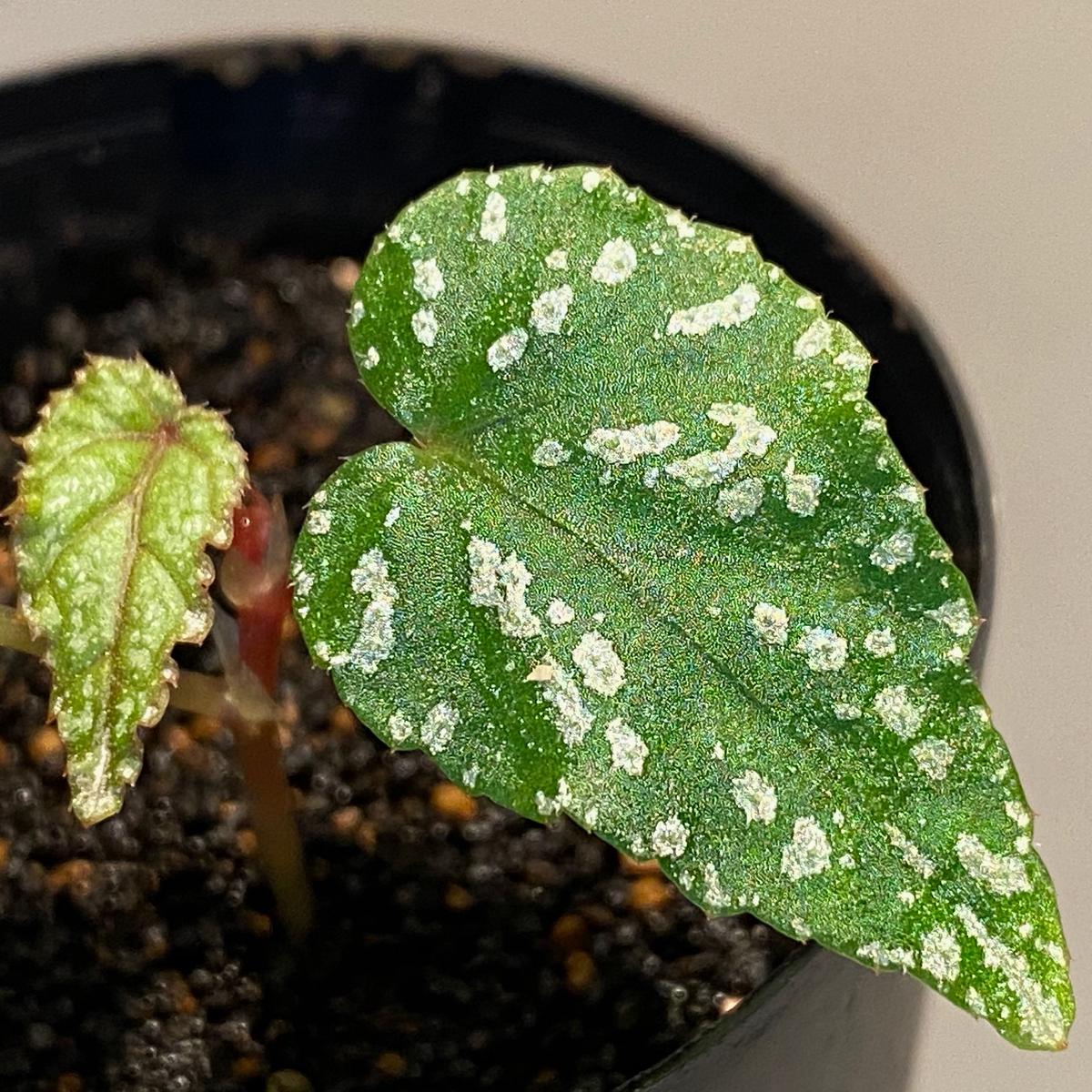 Begonia handelii var. prostrata from Viet Nam
