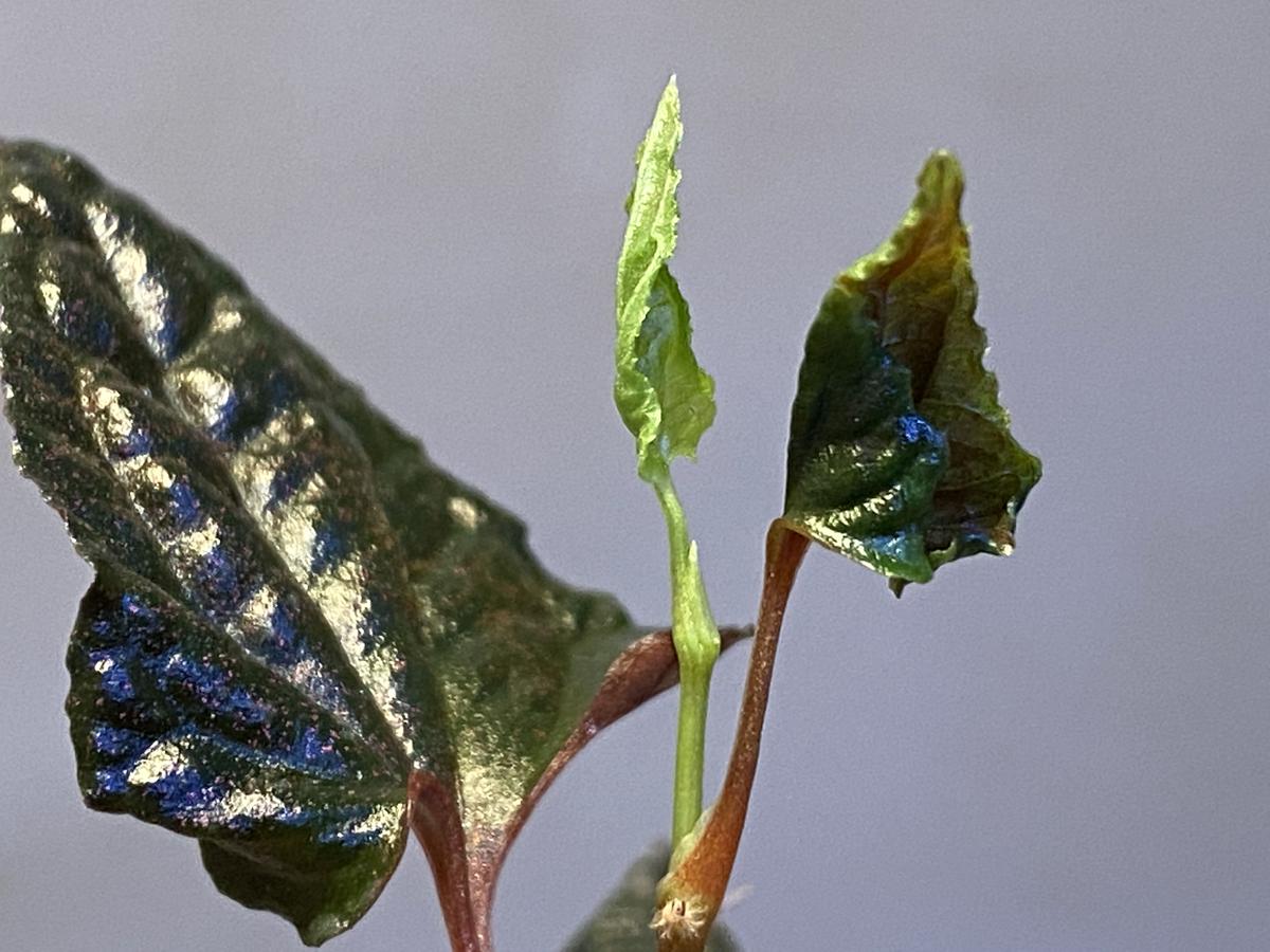 Piper sp. from Carranglan Nueva Ecija 標高1200m