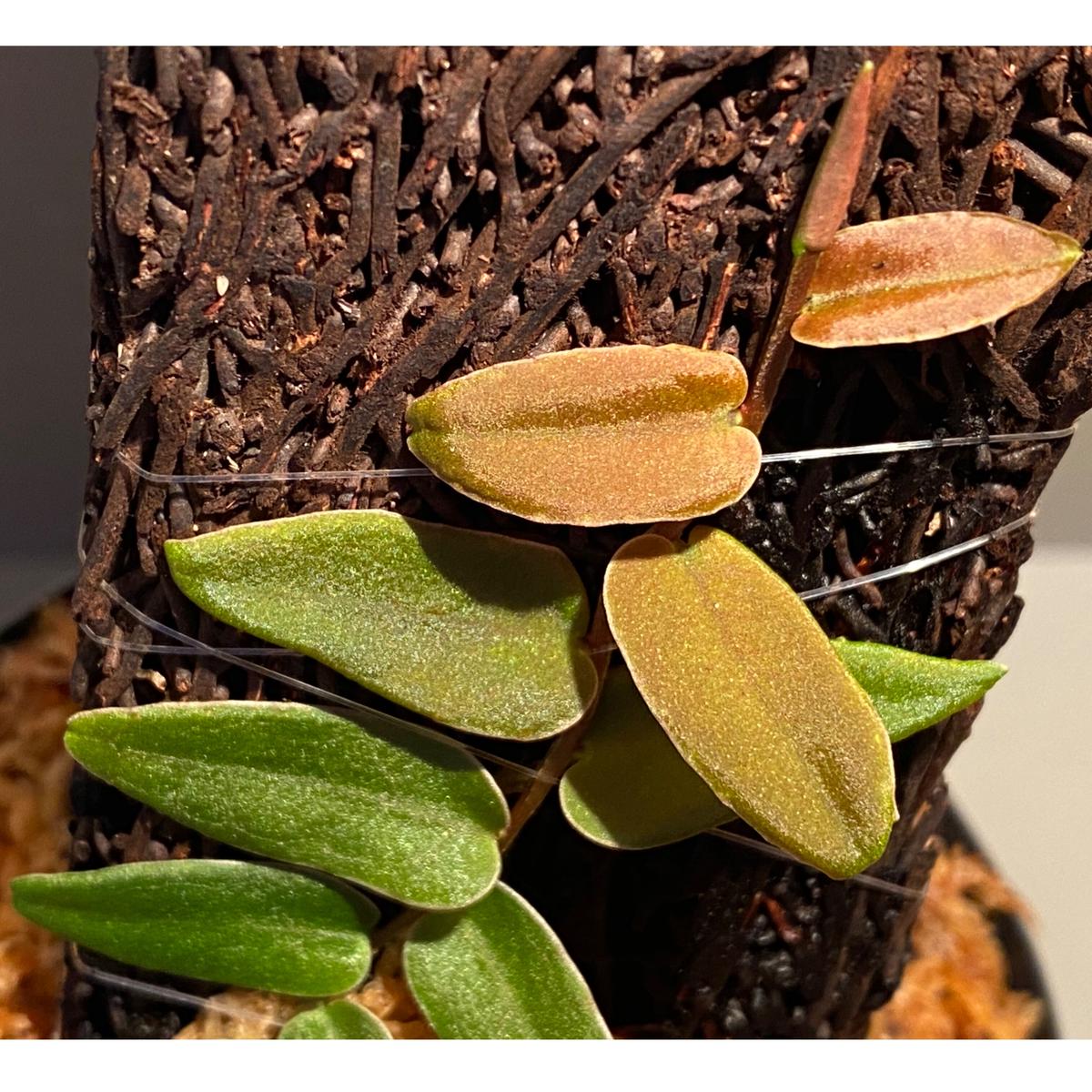 Marcgravia sp. from Colombia [LA0316-03] | M・R・G・R