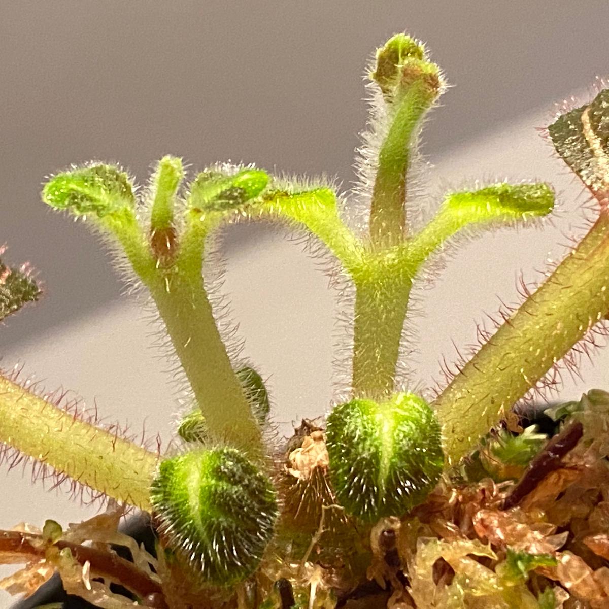 Pearcea hypocyrtiflora from South America | M・...