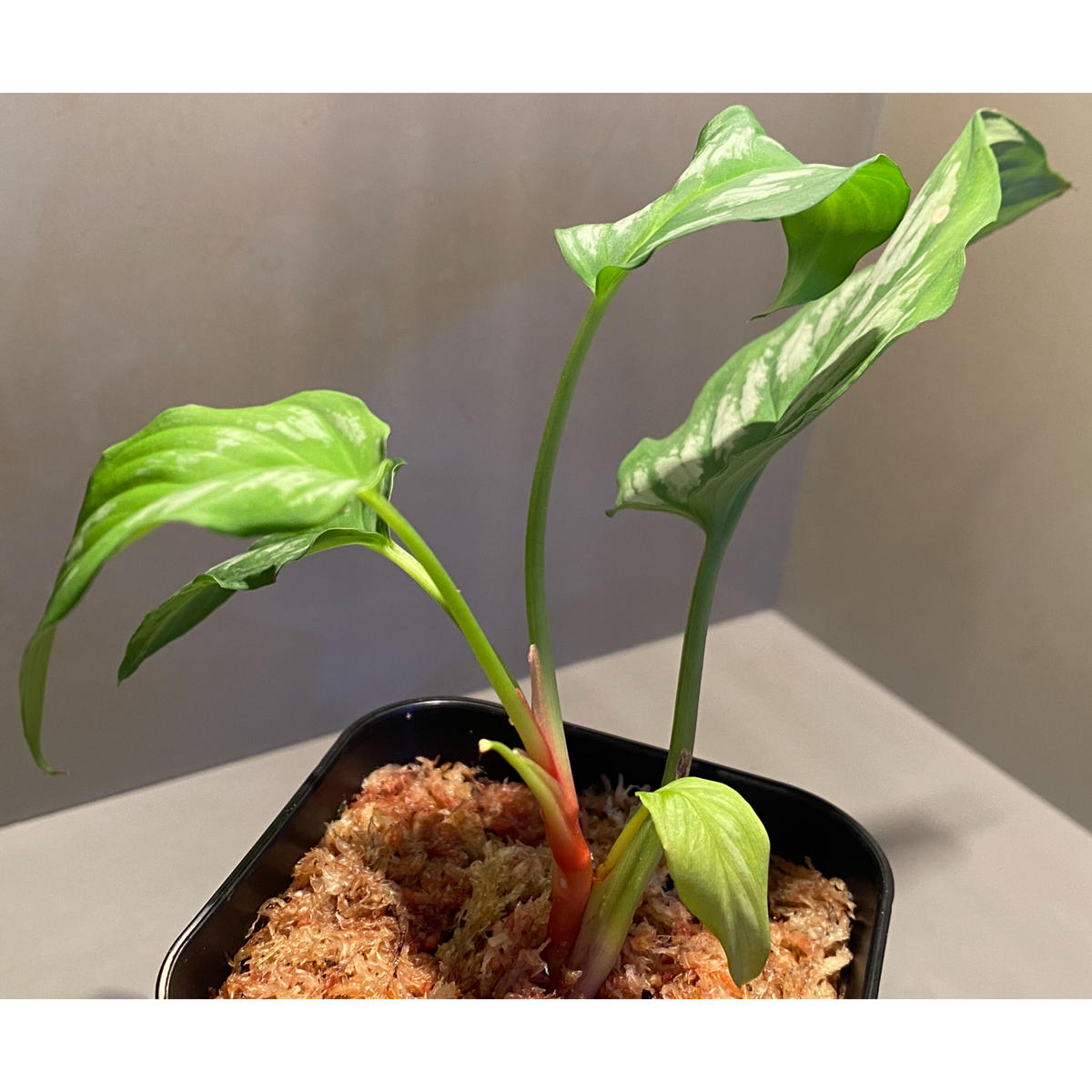 Homalomena sp. from Riau sumatera [LA1119-02]