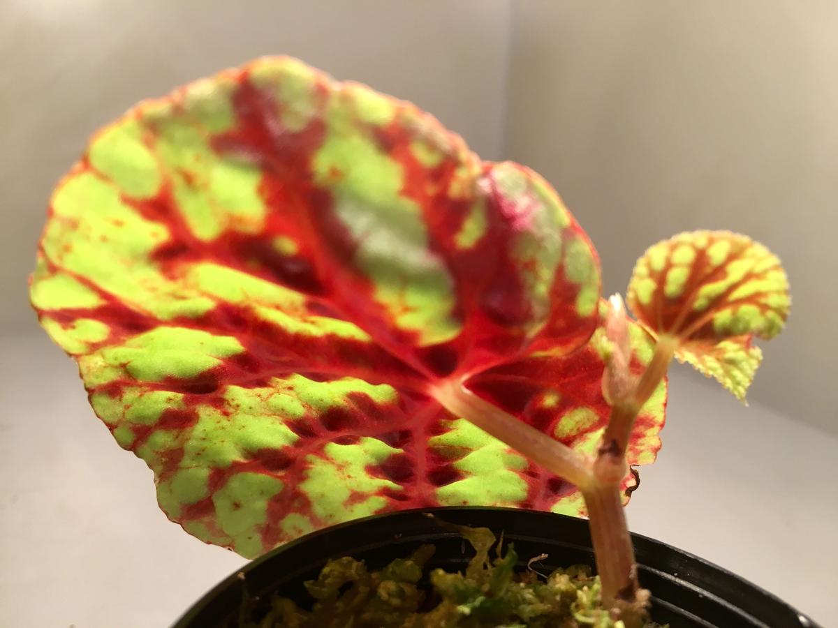 Begonia variabilis [TK260915] | M・R・G・R