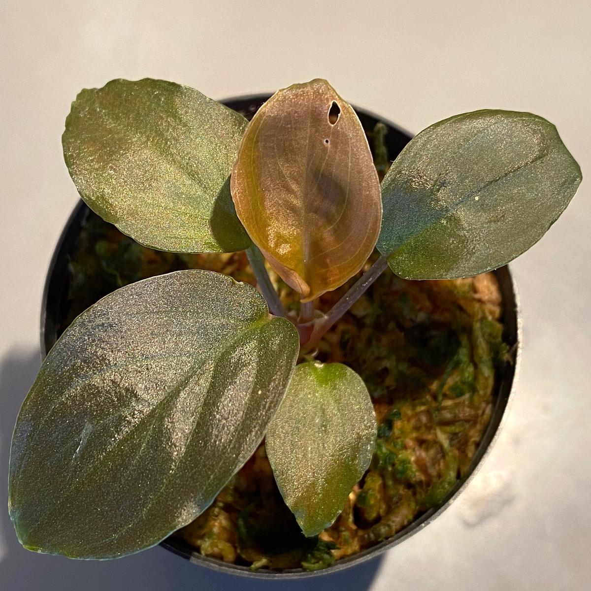 Homalomena sp. "Red Velvet × ?" from Kepulauan ...