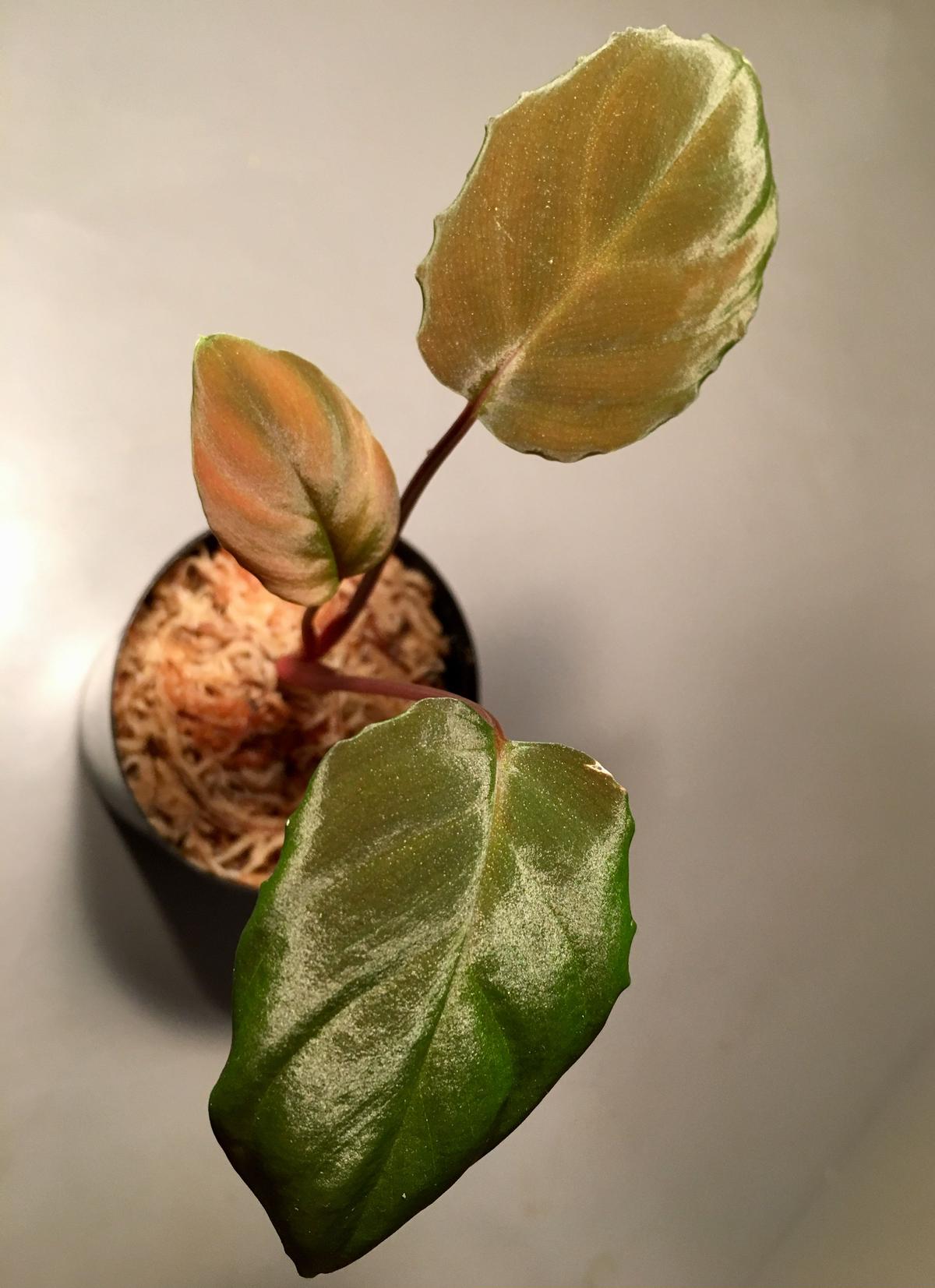 Homalomena sp. from Mt.besar | M・R・G・R