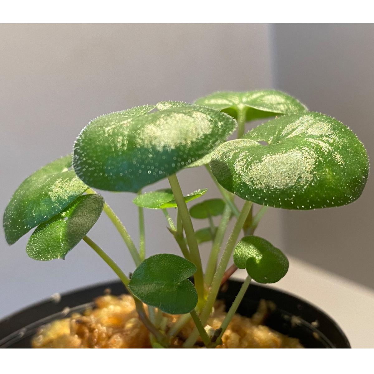 Geophila repens from Iquitos Peru [tanakay] | M...