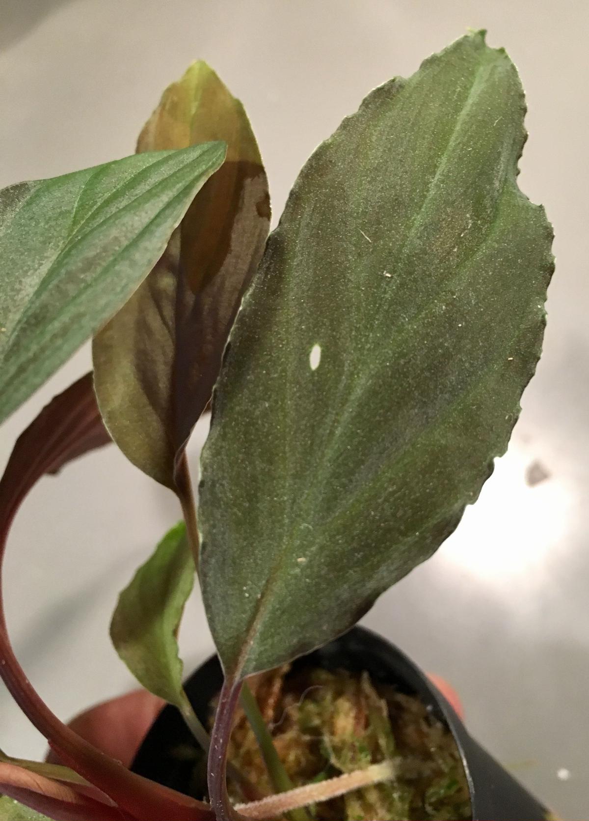 Homalomena sp. from Pulau sumatera | M・R・G・R