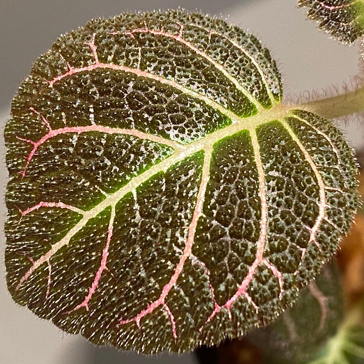 Pearcea hypocyrtiflora from South America | M・R...