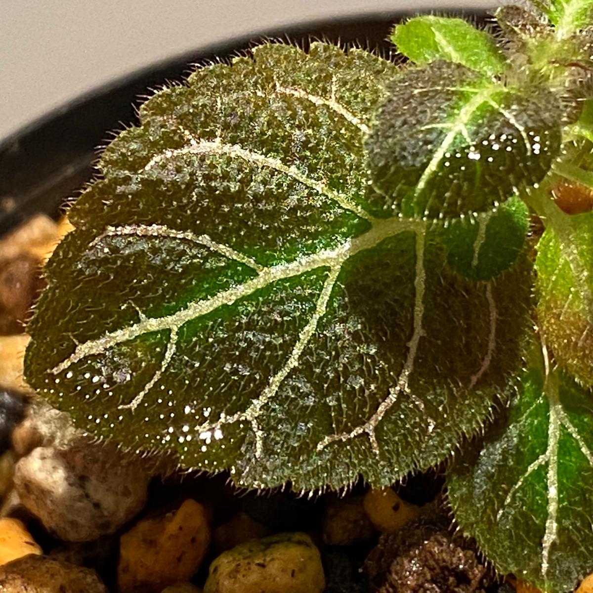 Pearcea hypocyrtiflora from South America | M・R...