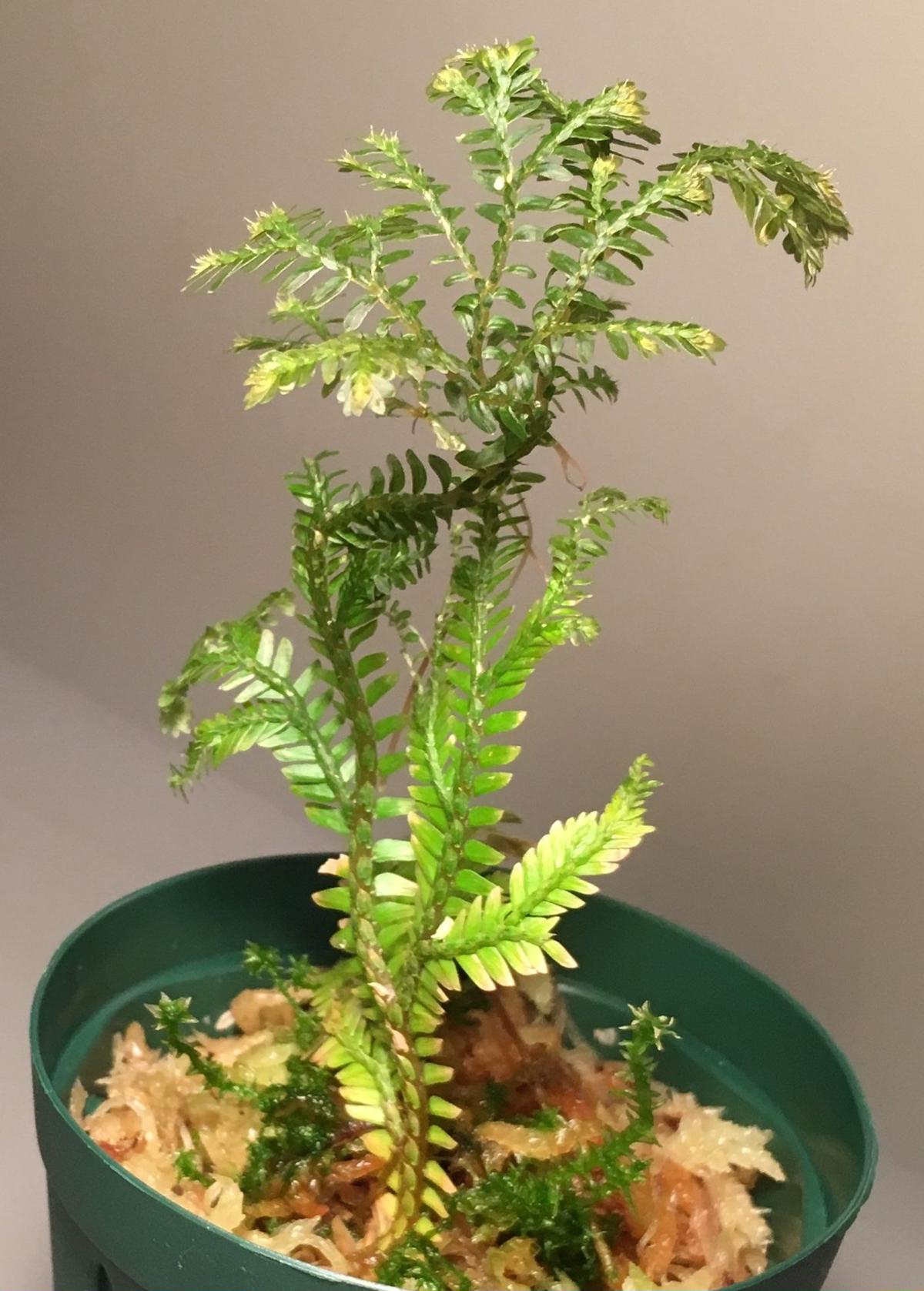 Selaginella sp. from Selangor | M・R・G・R