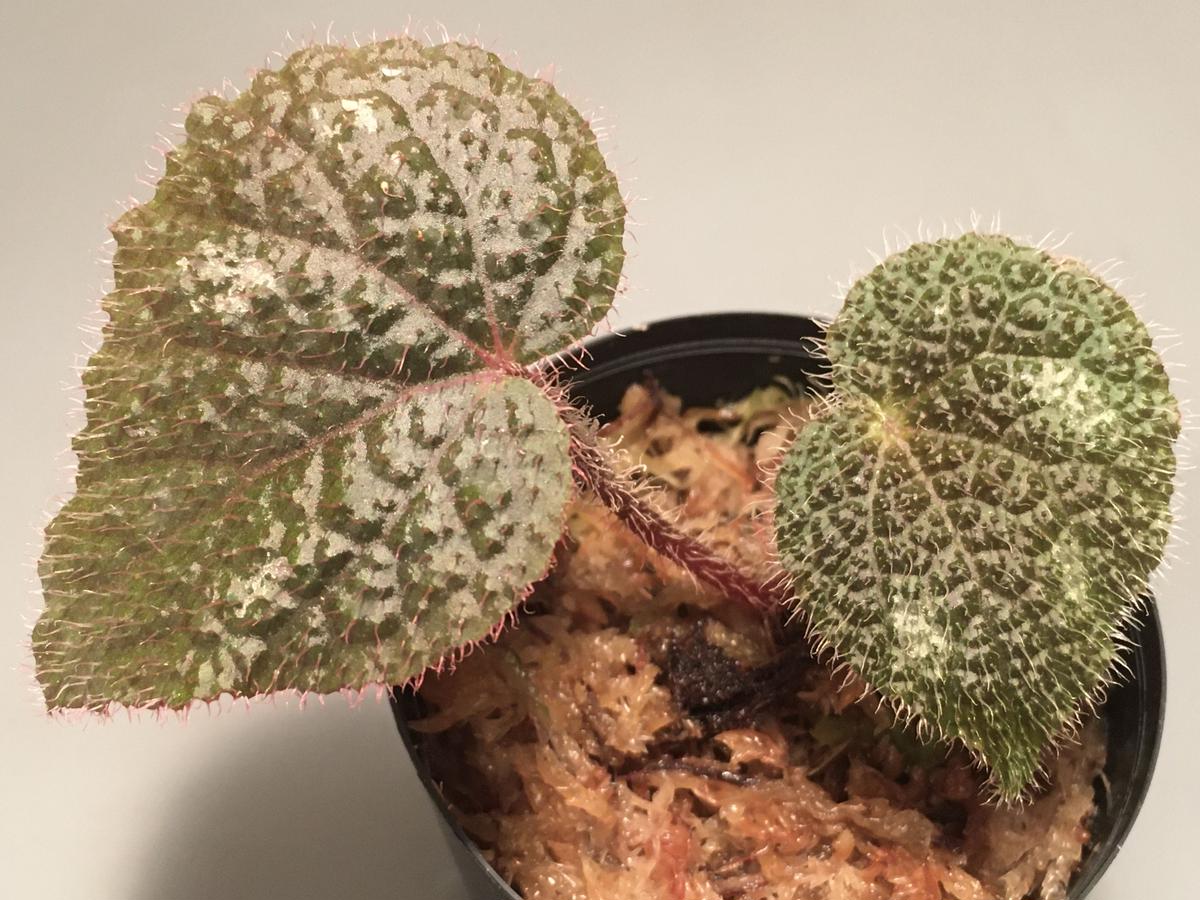 Begonia variegata from Vietnam | M・R・G・R