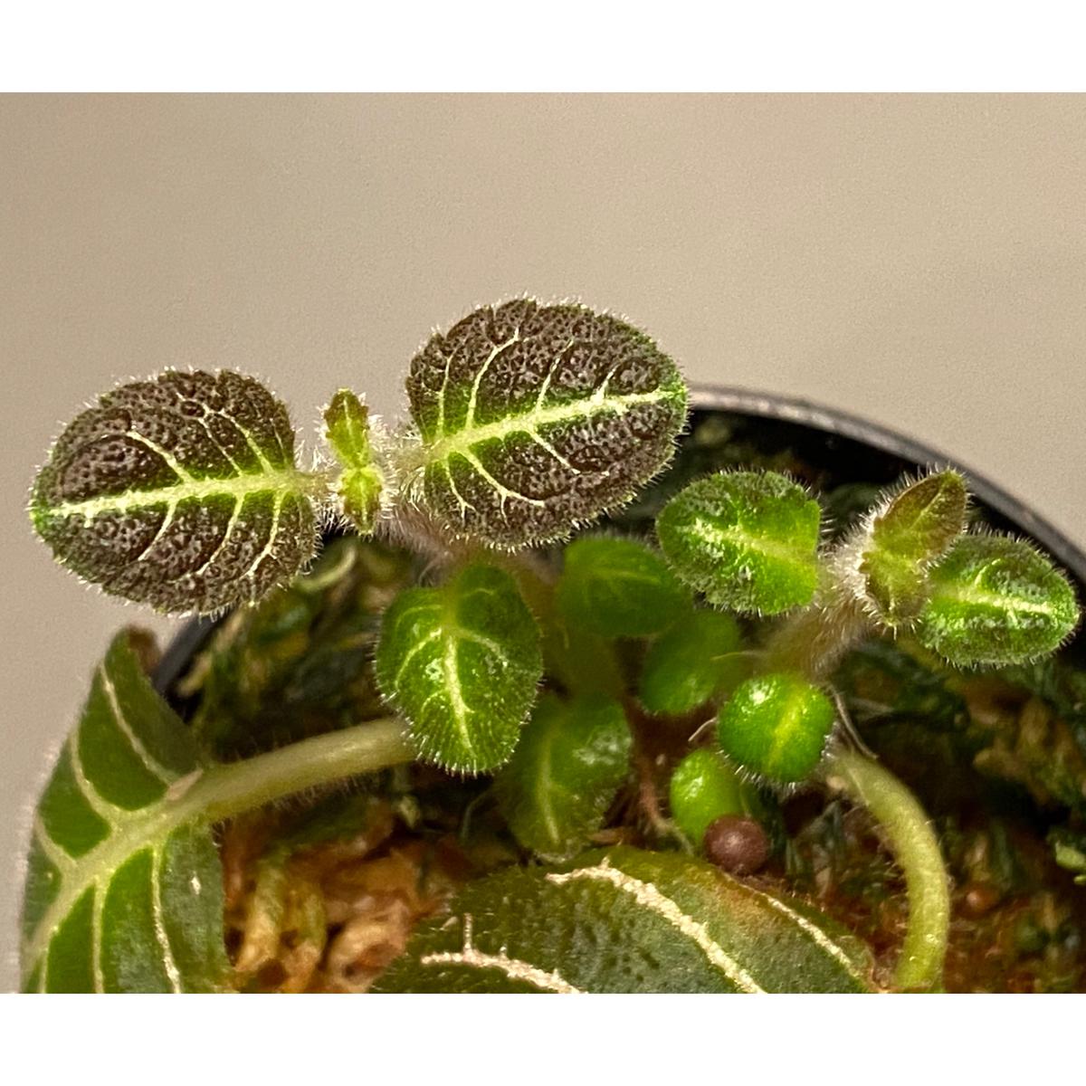 Pearcea hypocyrtiflora from South America | M・R...