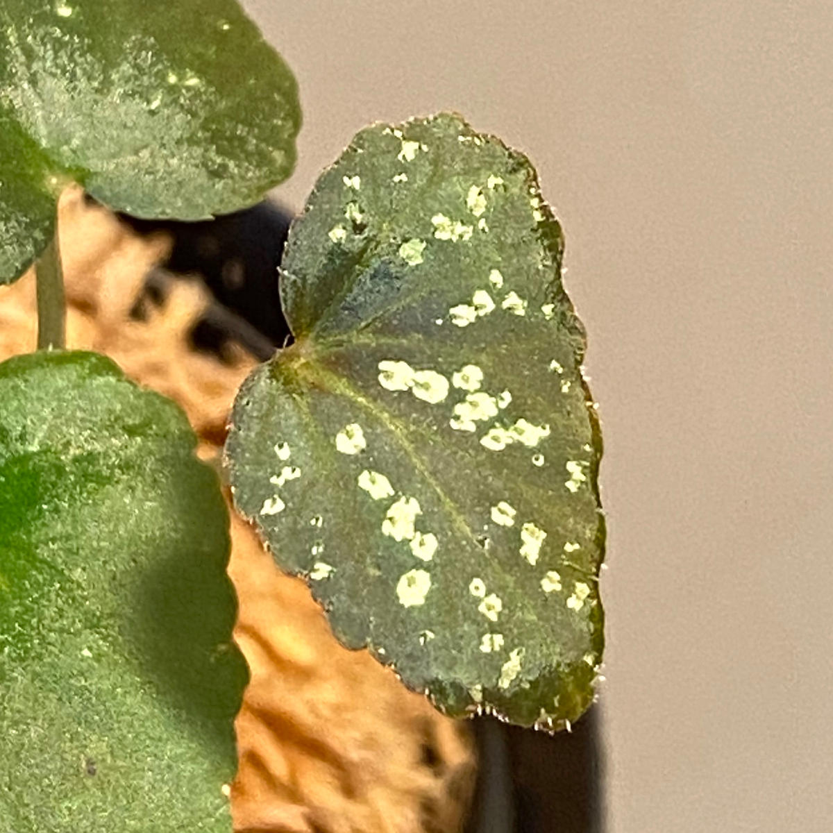 Begonia Variabilis from Dabong [TK150717] | M・R...