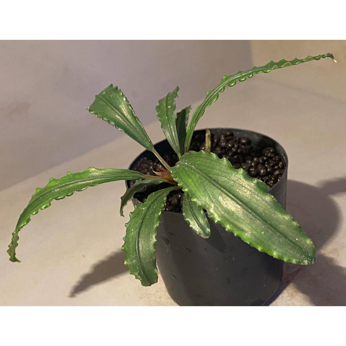 Bucephalandra sp. "Crocodile" | M・R・G・R