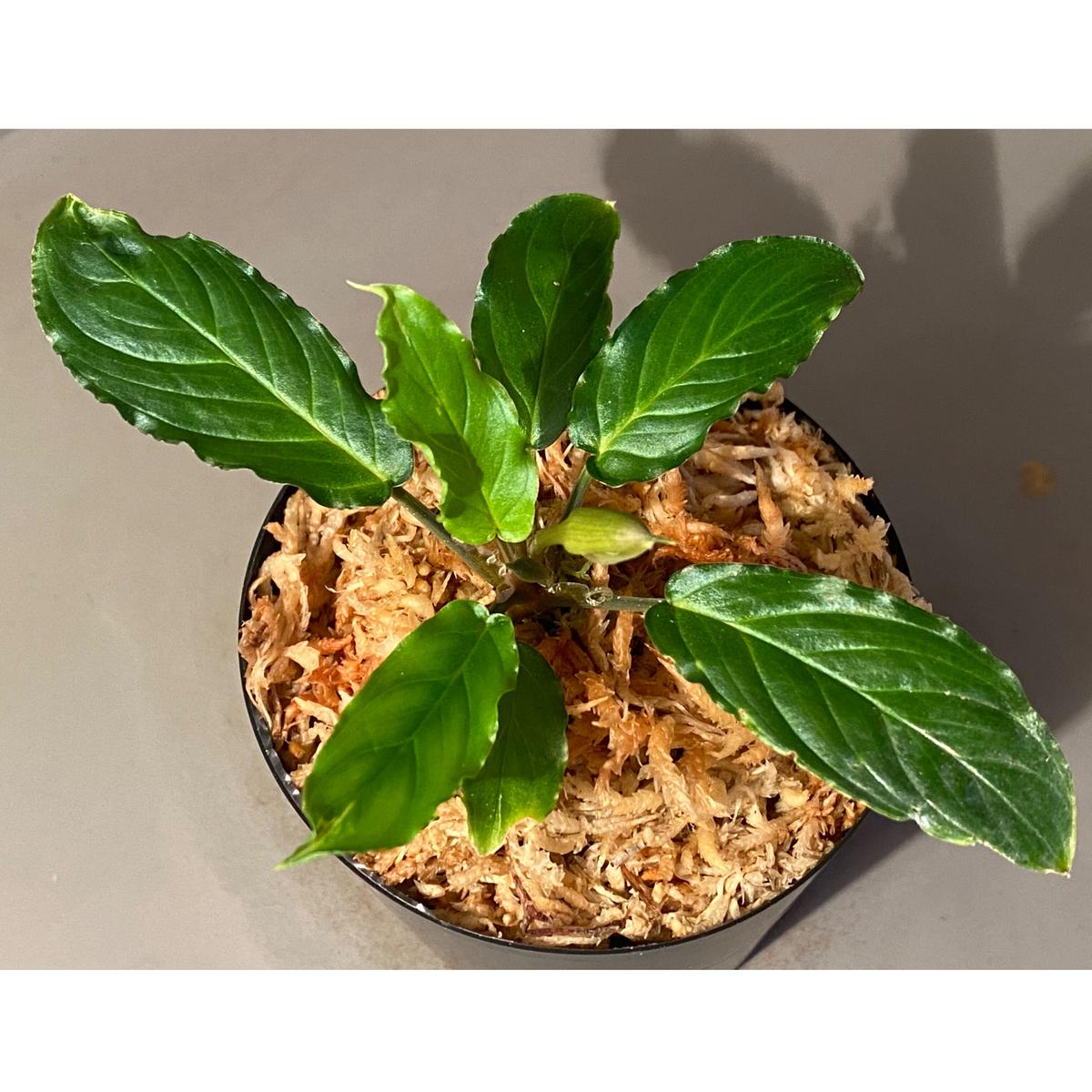 Homalomena sp. "Euclase" from Riau sumatera [LA...