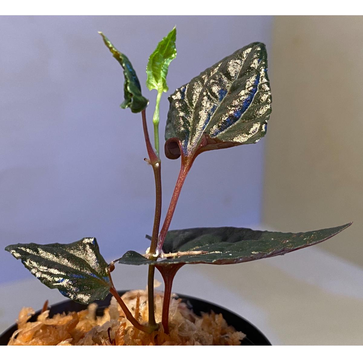 Piper sp. from Carranglan Nueva Ecija 標高1200m