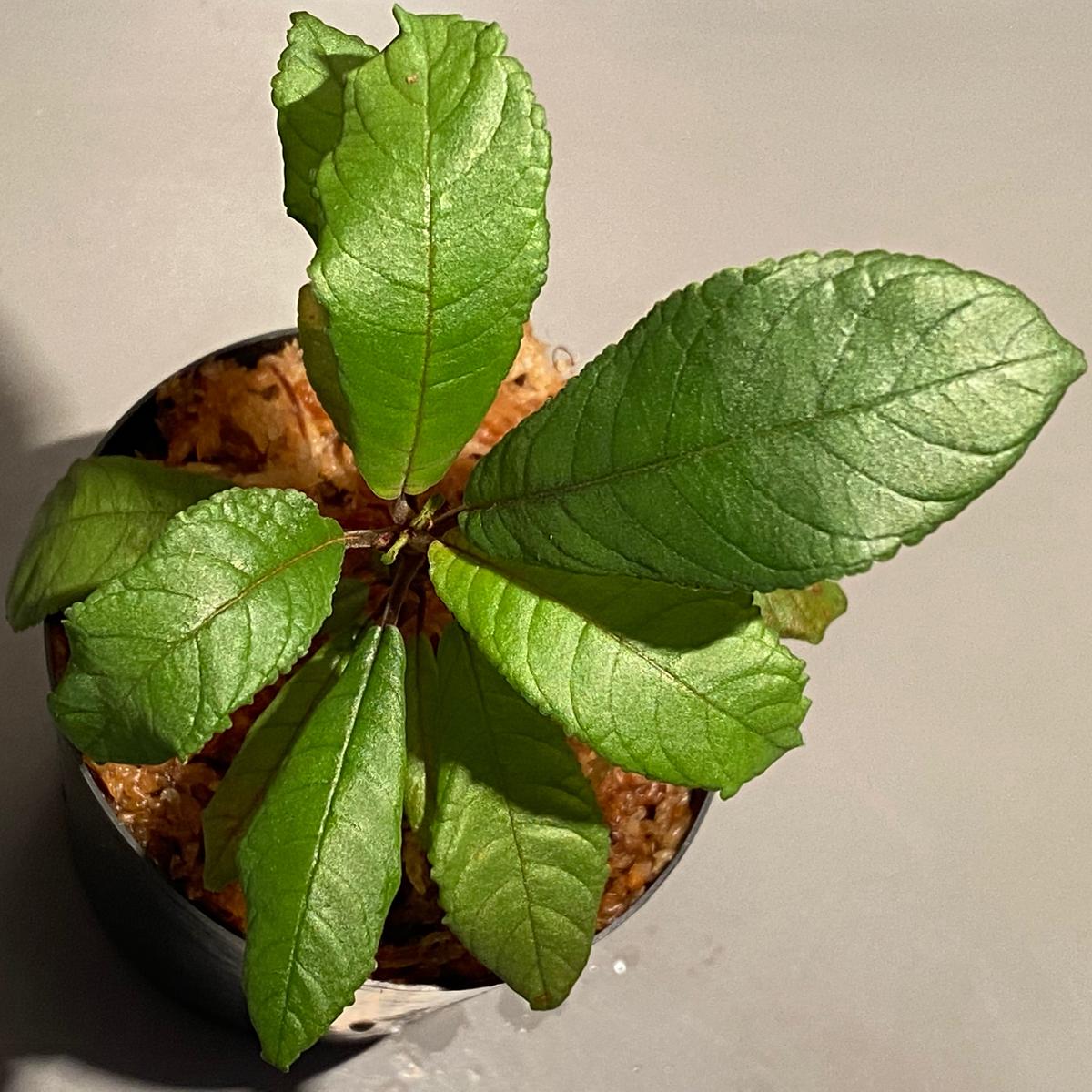 Codonoboea sp. from Pulau Linga [KN] | M・R・G・R