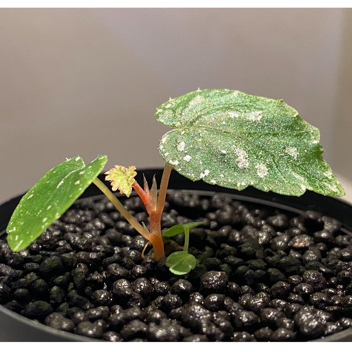 Begonia handelii var. prostrata from Viet Nam