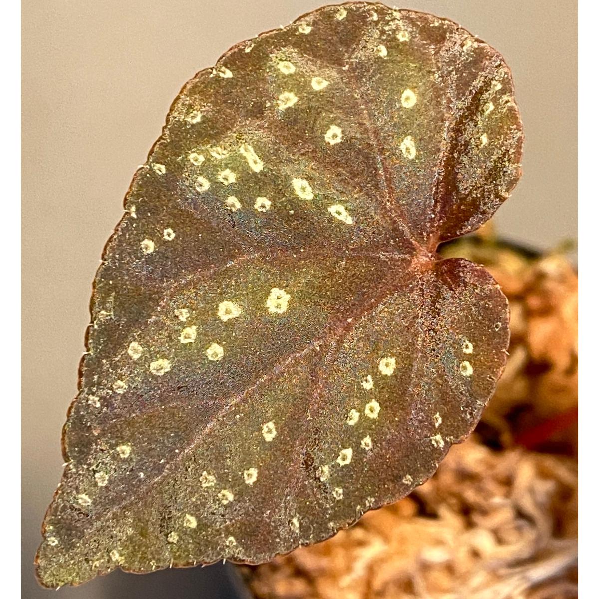 Begonia integrifolia from Satun Thailand | M・R...