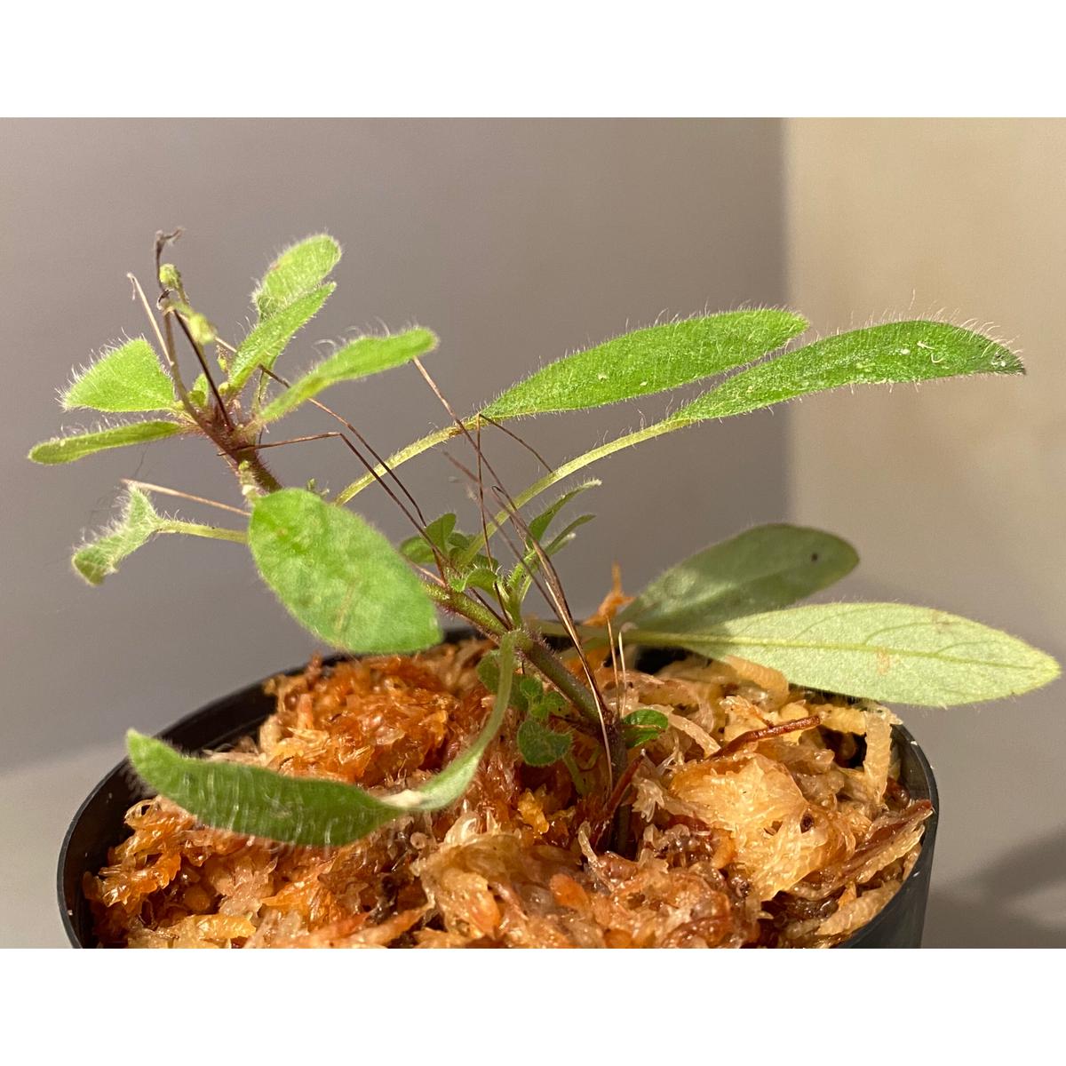 Codonoboea sp. from Sumatera barat [LA0317-01]