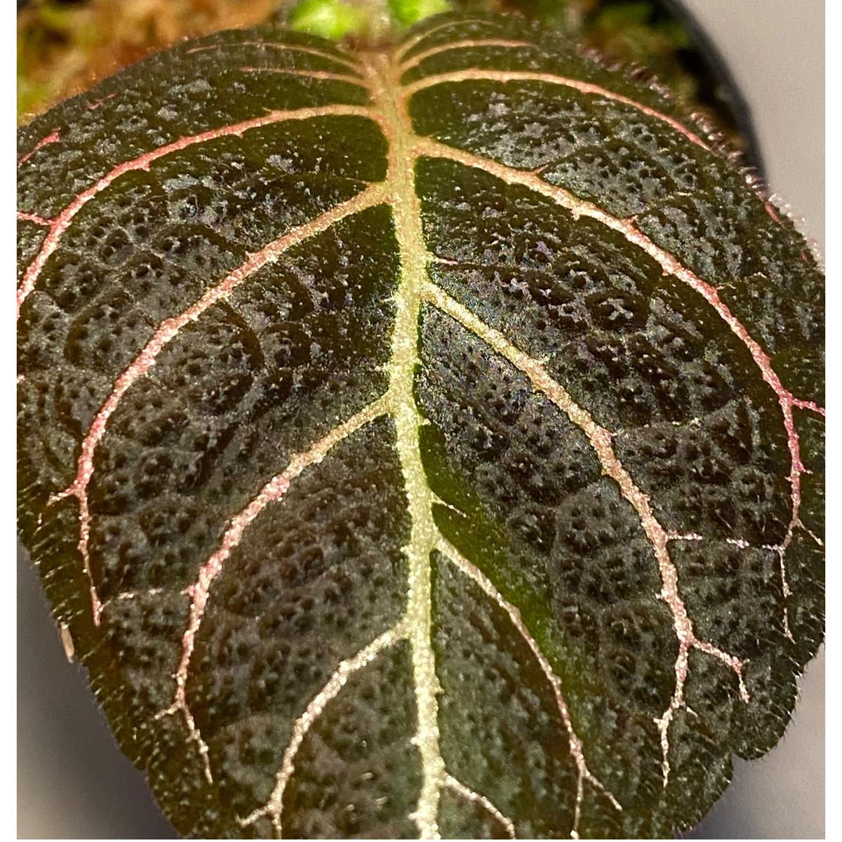 Pearcea hypocyrtiflora from South America | M・...