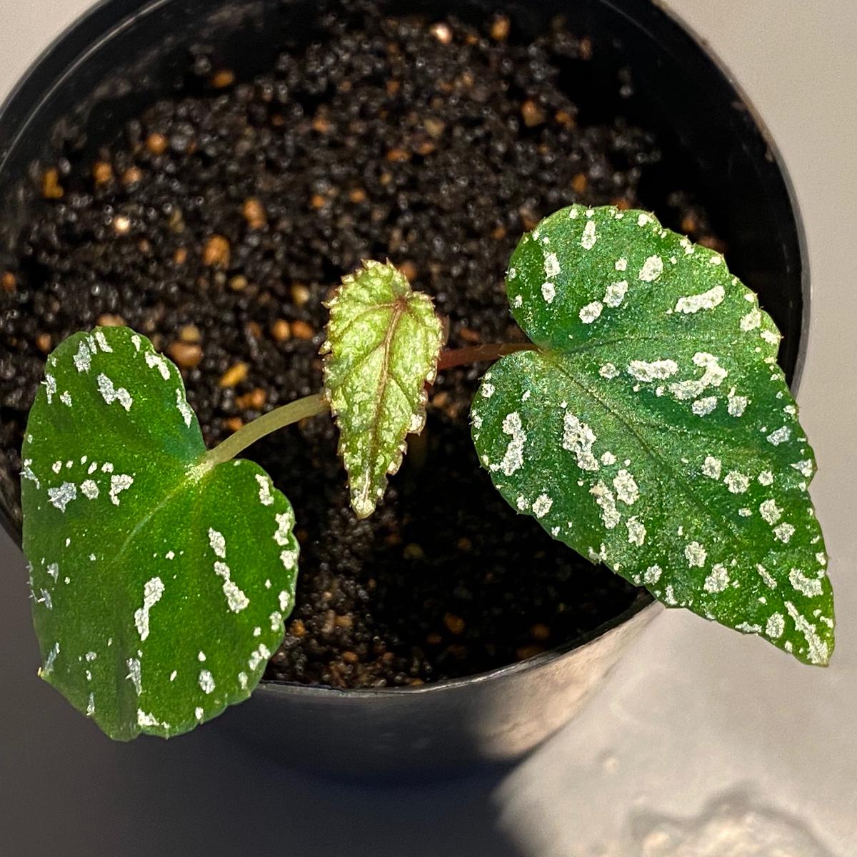 Begonia handelii var. prostrata from Viet Nam