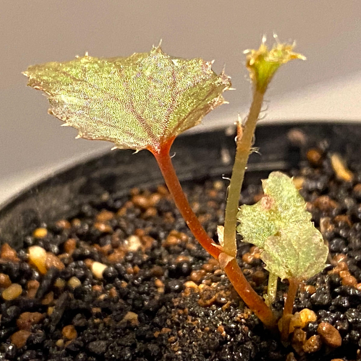 Begonia beccarii from Bau Sarawak | M・R・G・R