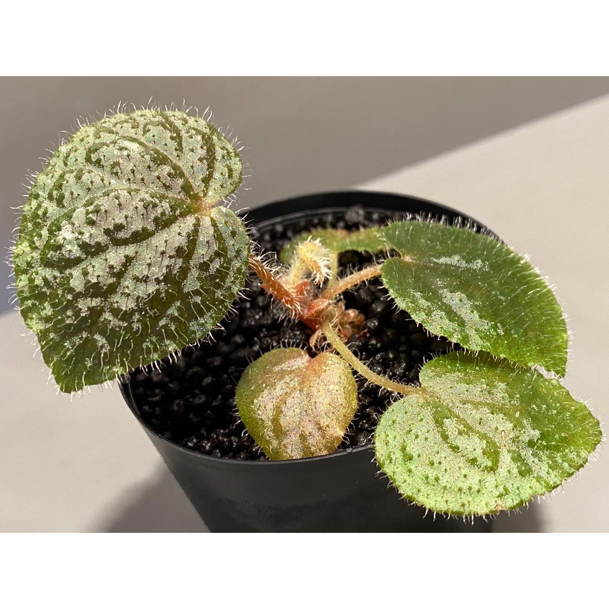 Begonia variegata from Viet Nam | M・R・G・R