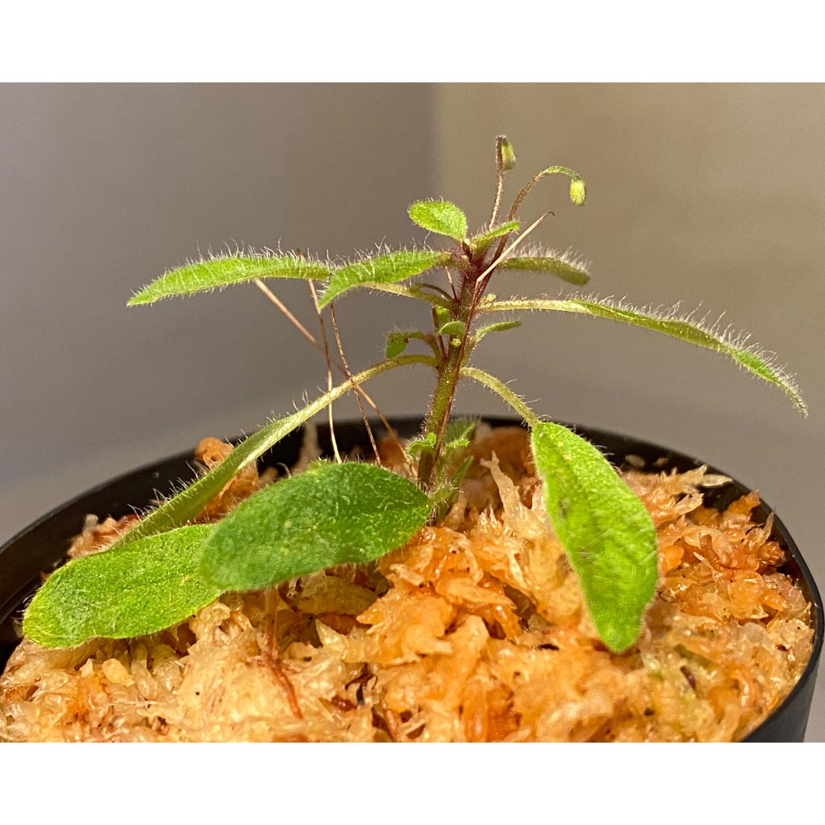 Codonoboea sp. from Sumatera barat [LA0317-01]