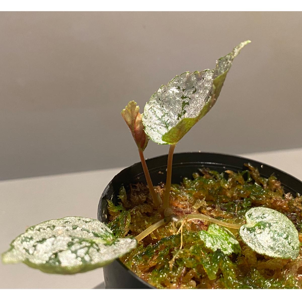 Begonia formosana from Taiwan | M・R・G・R
