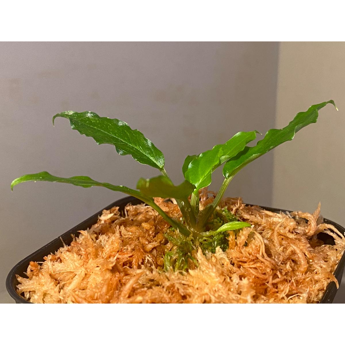 Homalomena sp. "Euclase" from Riau sumatera [LA...