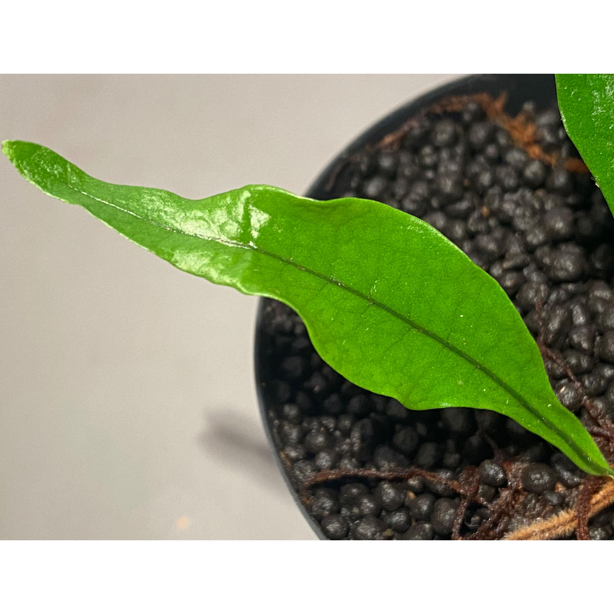 Microsorium sp. from Trat Thailand | M・R・G・R