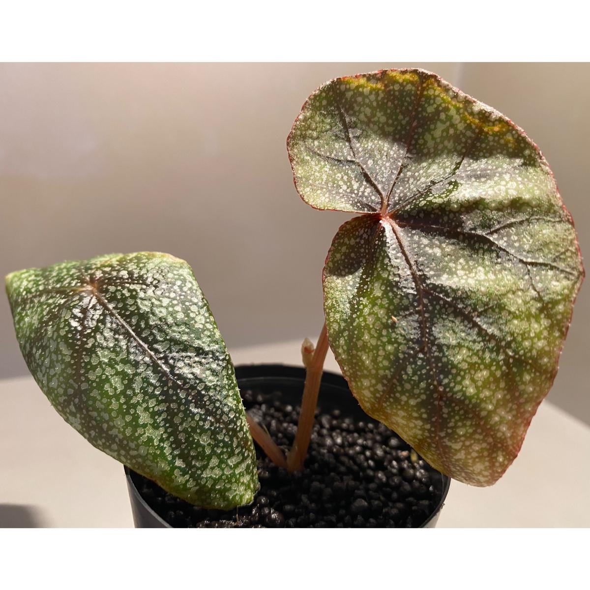 Begonia cf. variabilis from Khao Luang南 [TK2709...