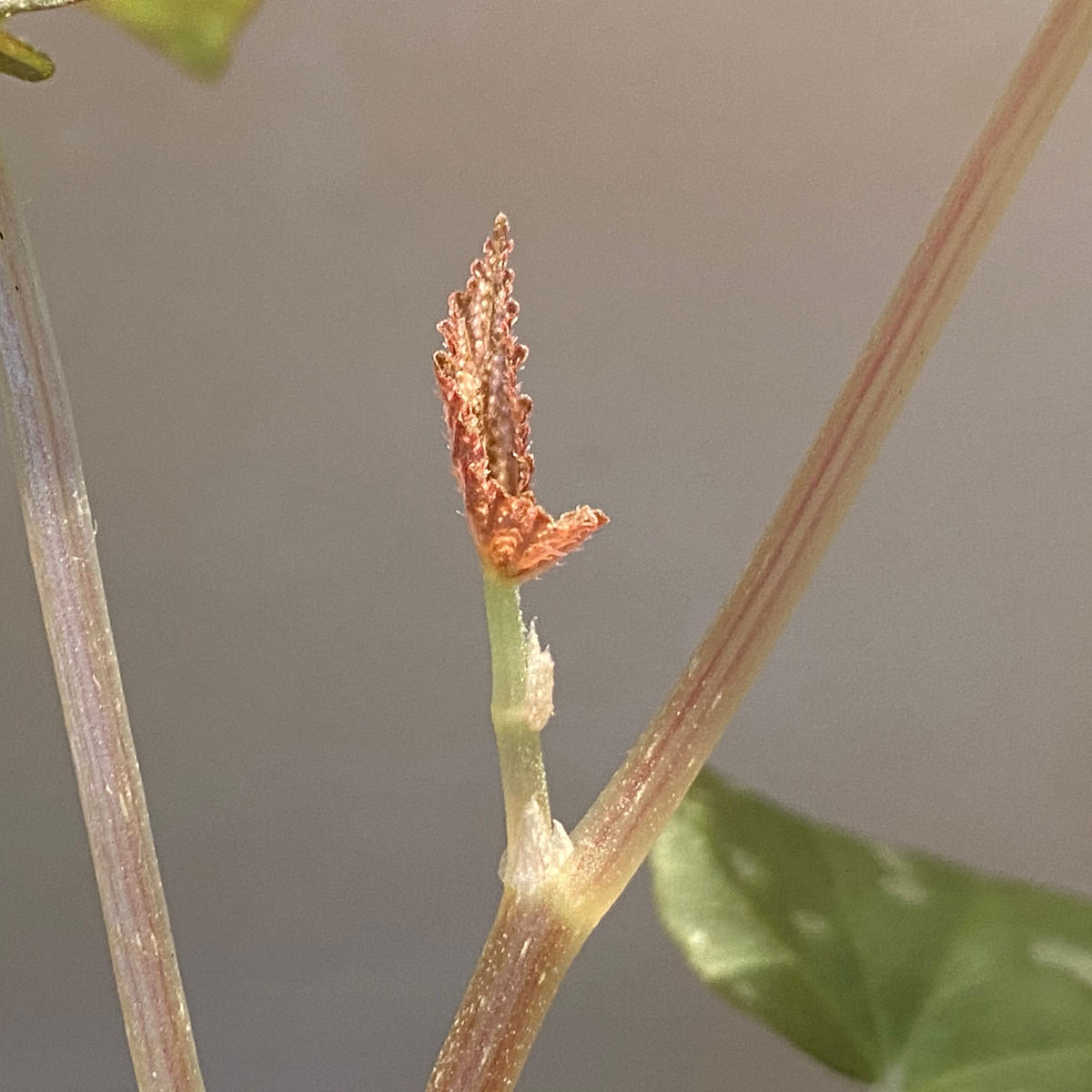 Begonia Variabilis from Dabong [TK150717] | M・R...