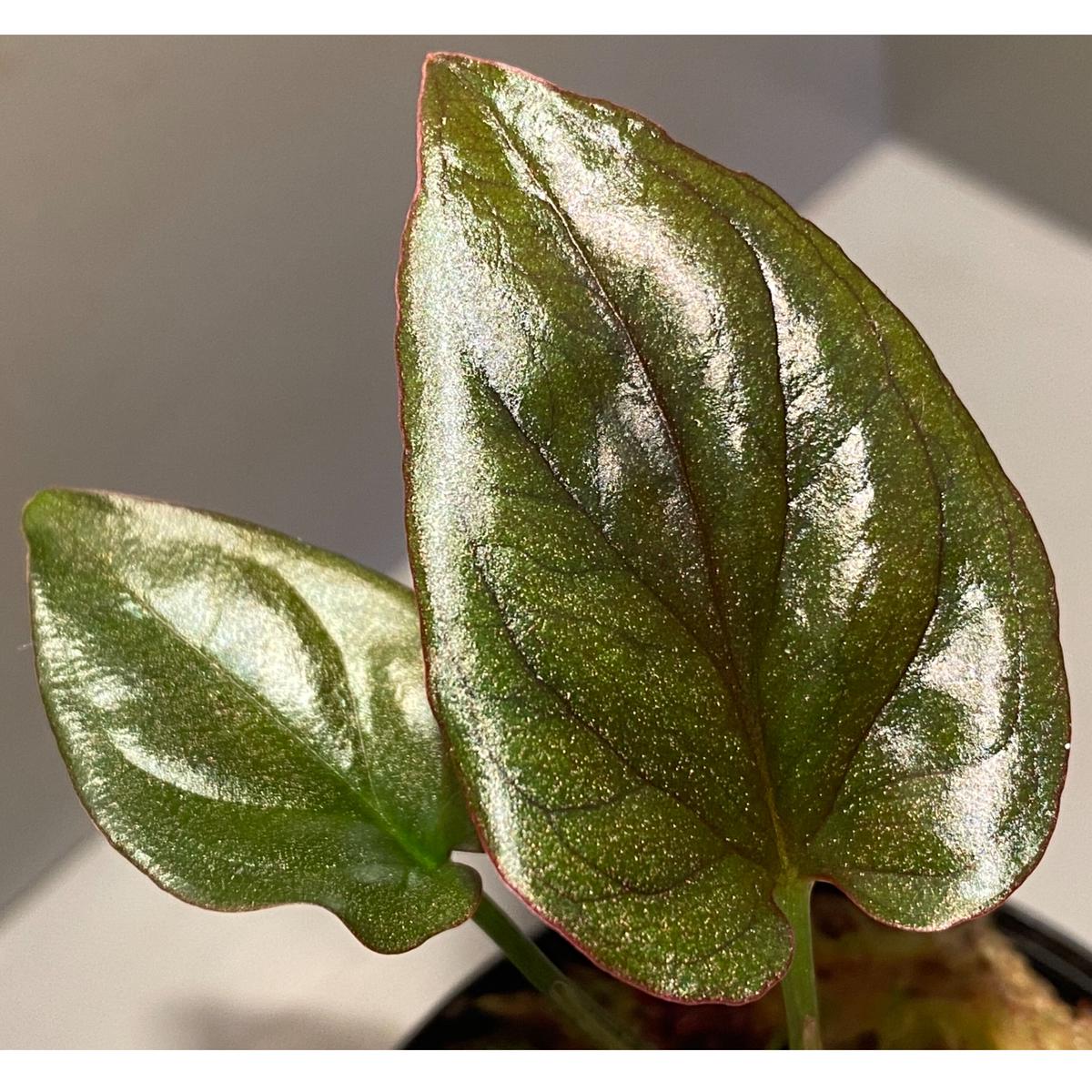 Syngonium sp. from Choco Colombia [tamakay] | M...