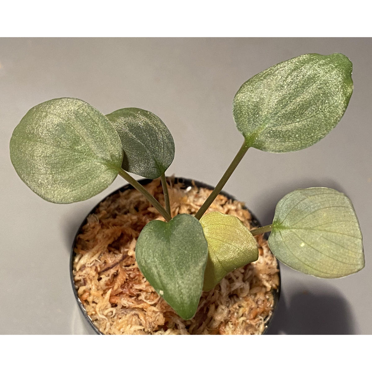 Homalomena sp. "Pink Velvet" from Kepulauan Ria...