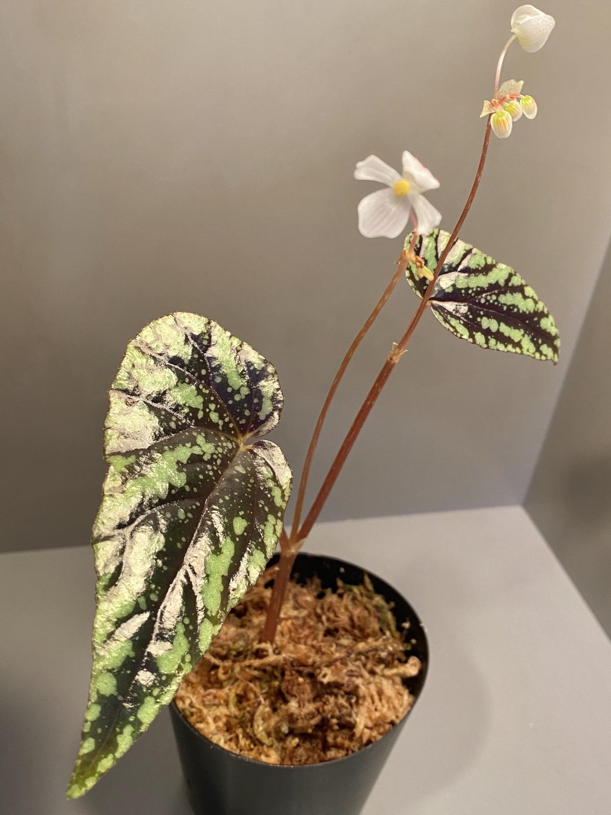 Begonia Variabilis [TK260915] | M・R・G・R