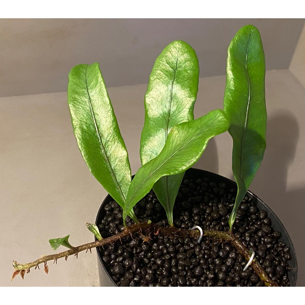 Microgramma nitida 伊藤蟻植物農園 | M・R・G・R