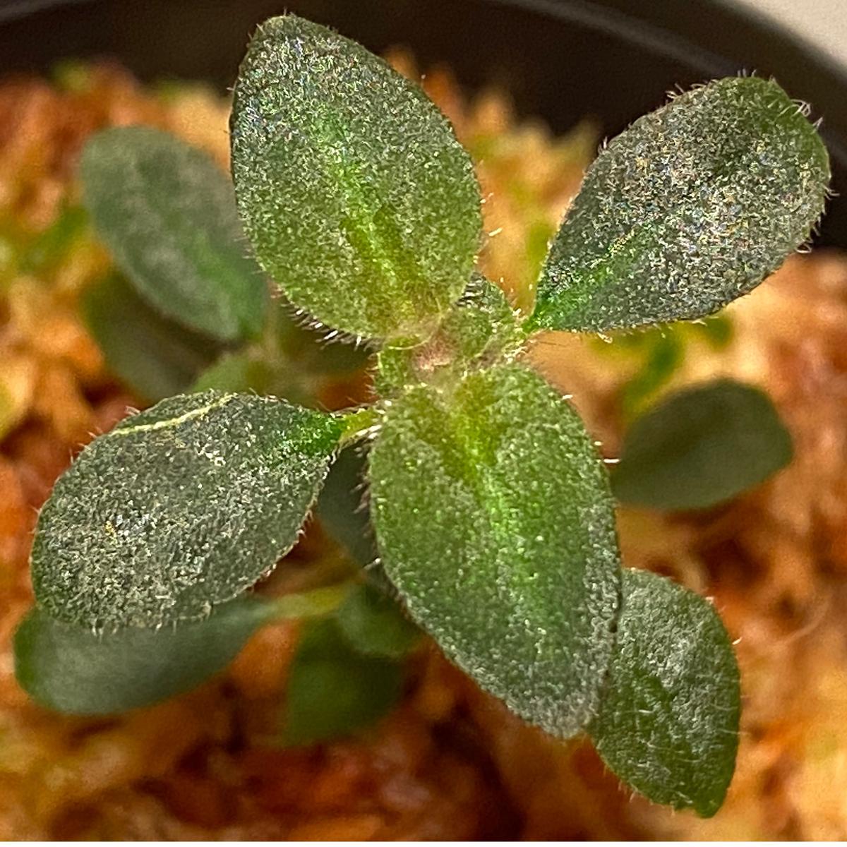 Codonoboea cf. pumila from Padang sumatera [LA1...