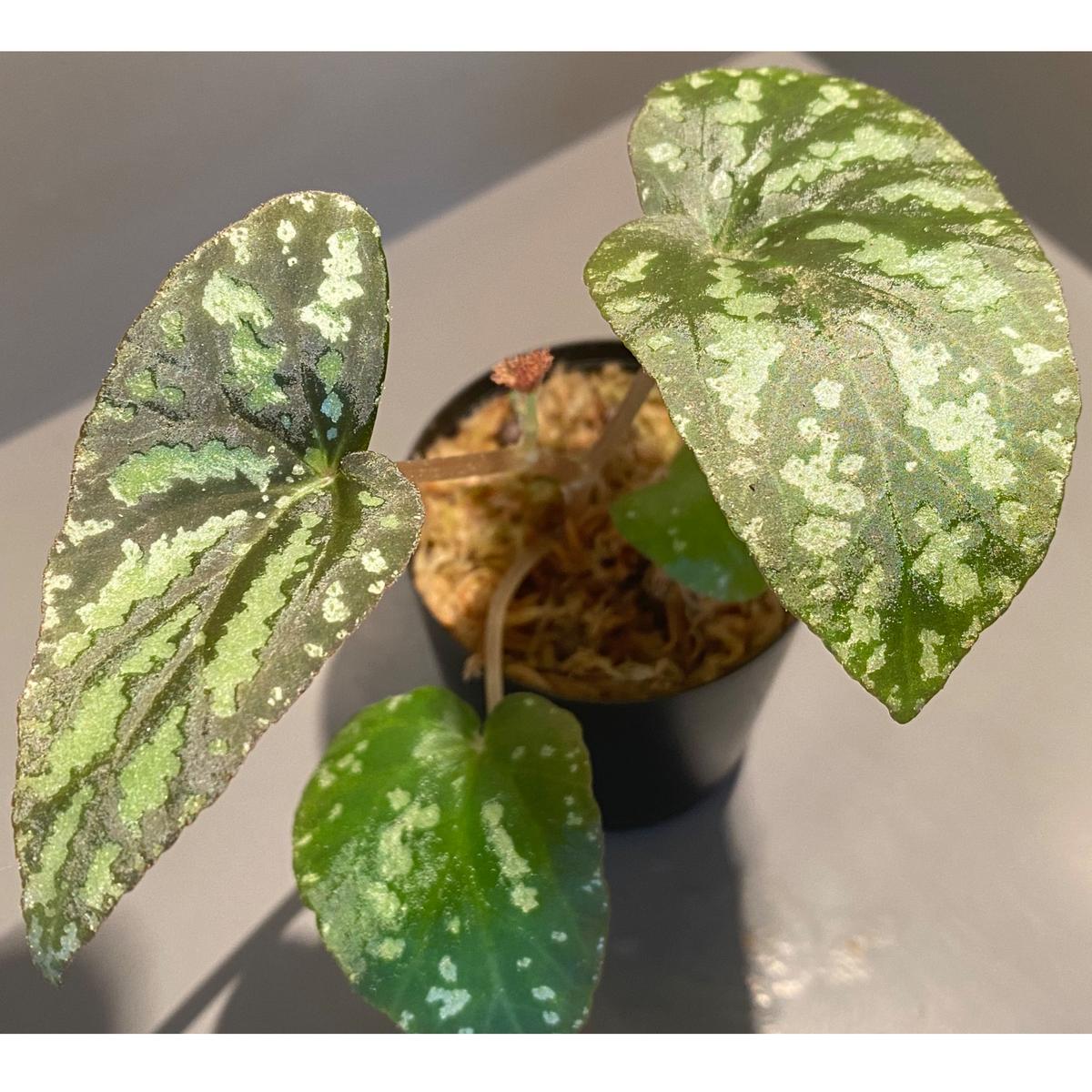 Begonia Variabilis from Dabong [TK150717] | M・R...