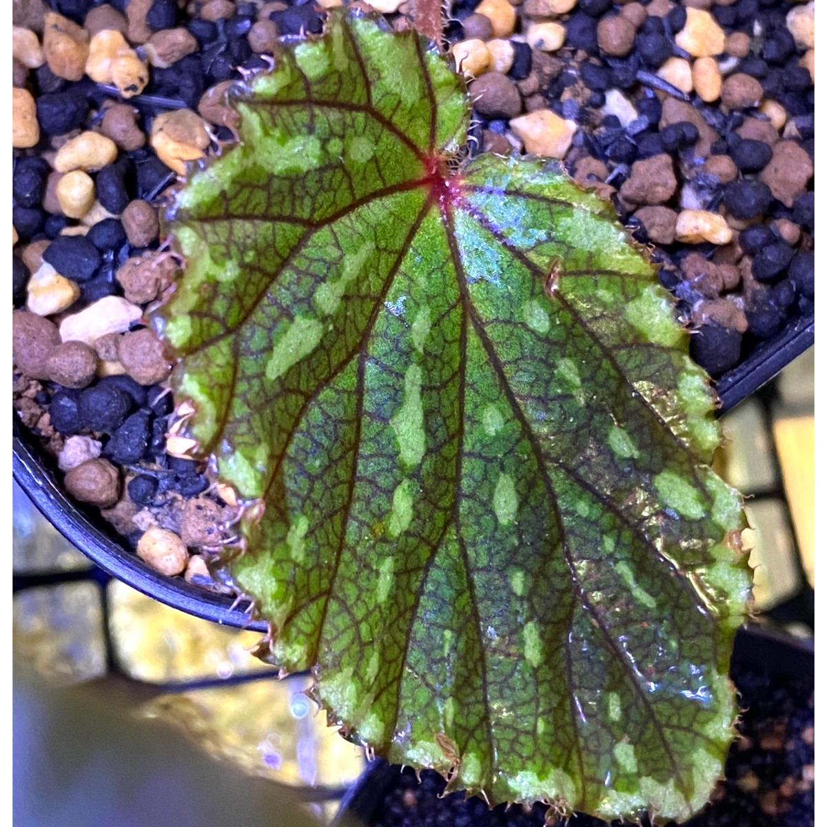 Begonia beccarii from Bau Sarawak | M・R・G・R