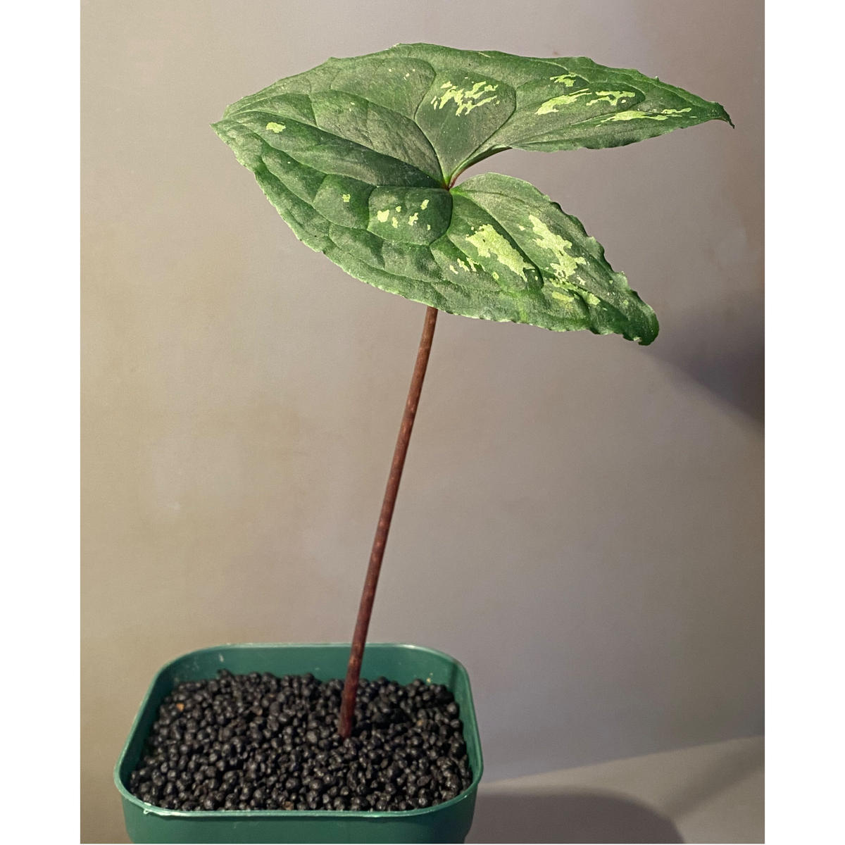 Ulearum donburnsii | M・R・G・R