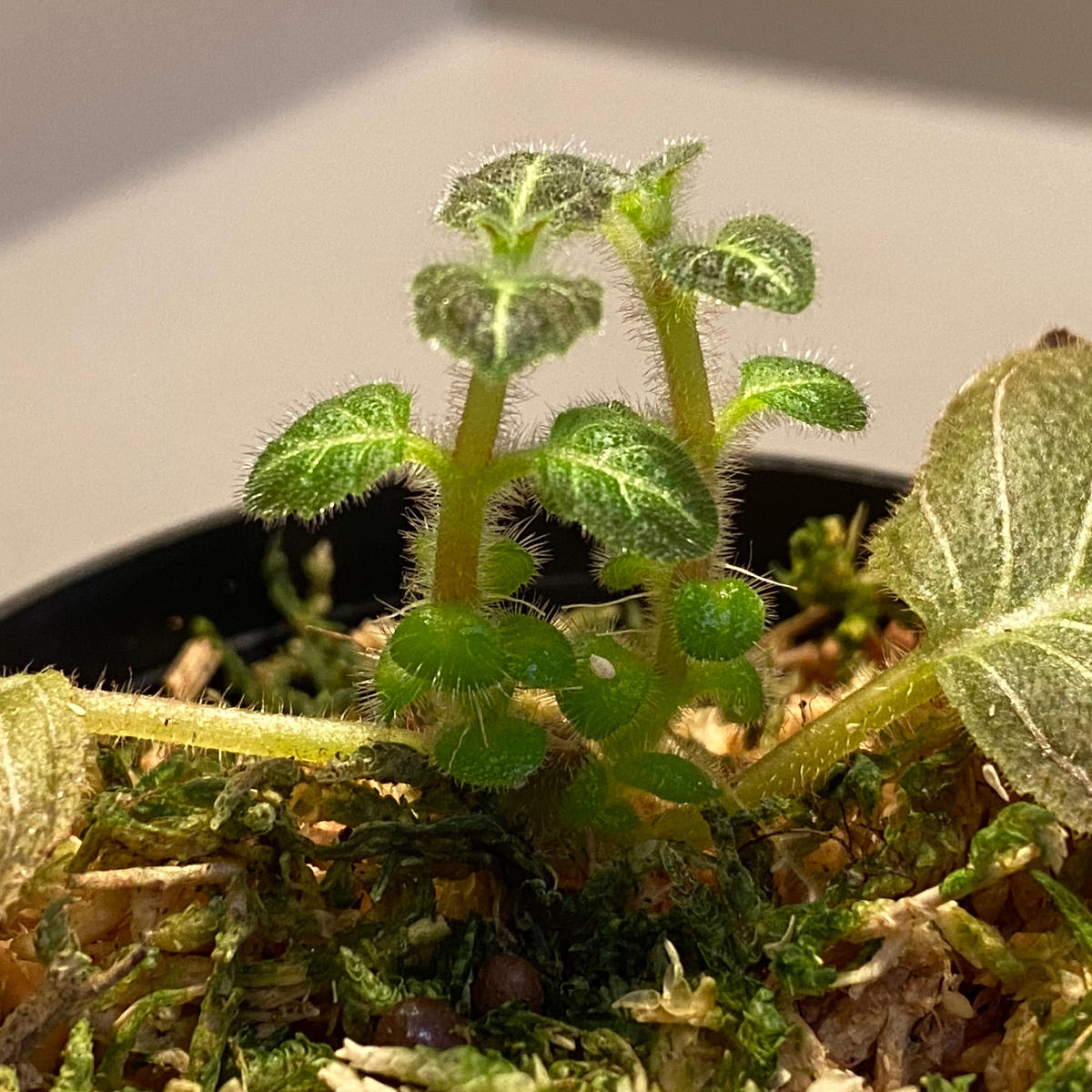 Pearcea hypocyrtiflora from South America | M・R...