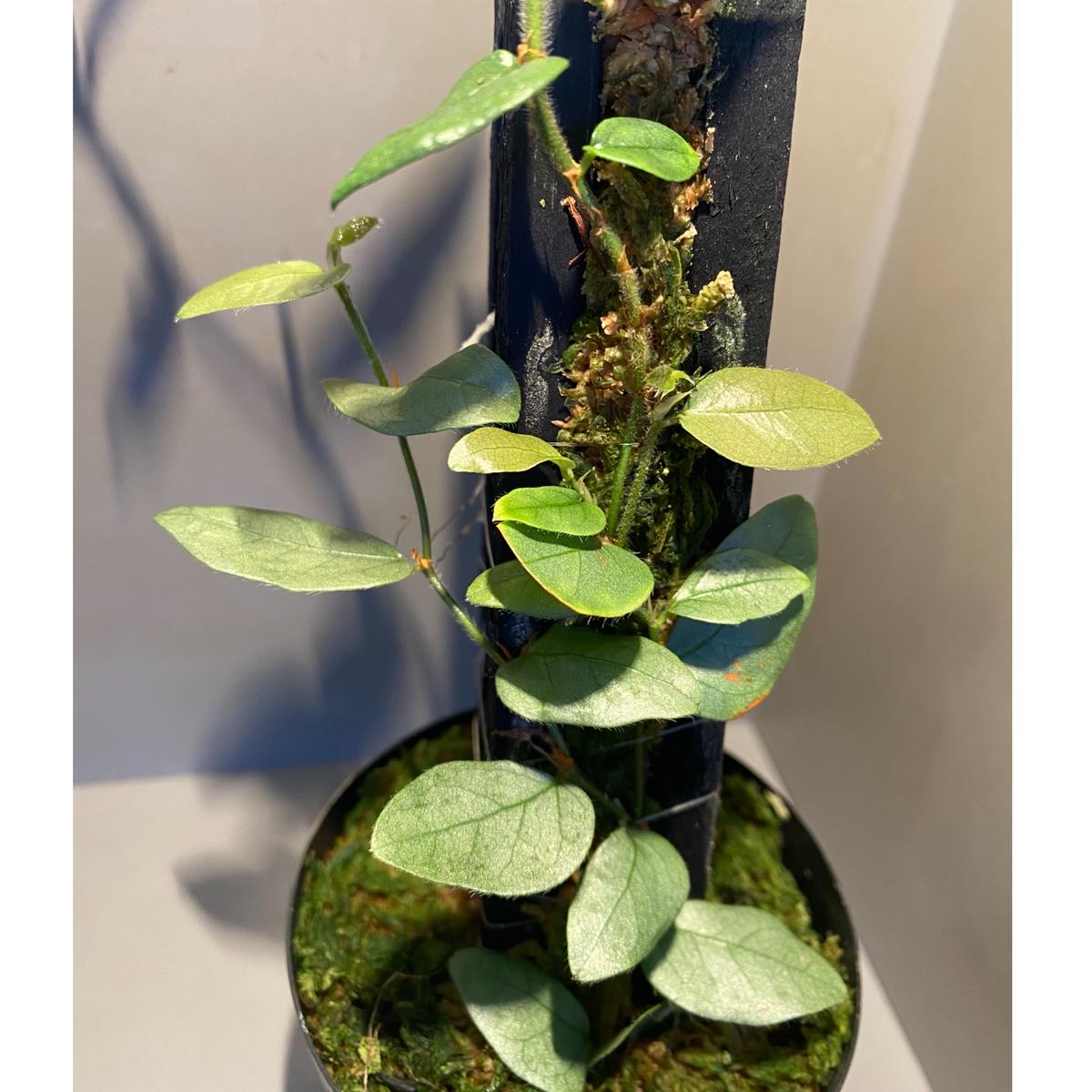 Ficus sp. from Murung raya [LA0515-05] | M・R・G・R