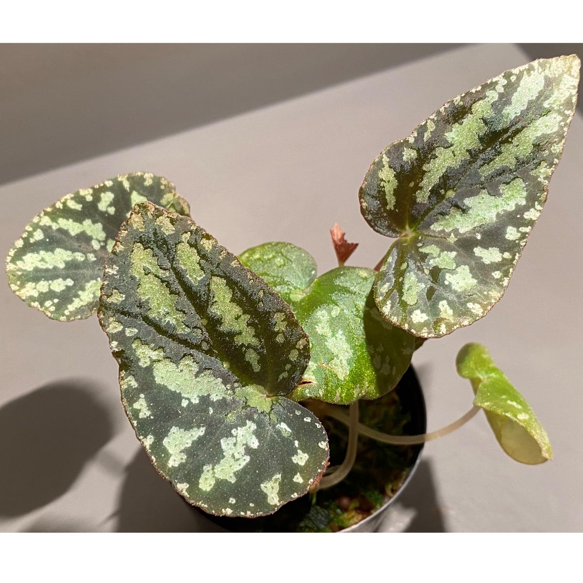 Begonia Variabilis from Dabong [TK150717] | M・R...